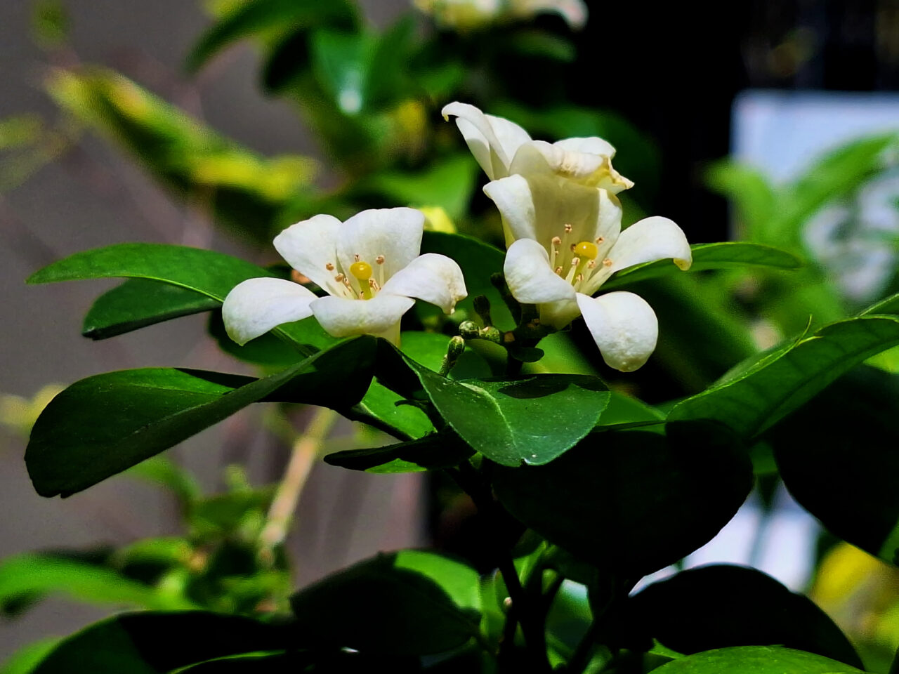 La Murraya: Un Potente Alleato Naturale | Blog Ntp Biotech